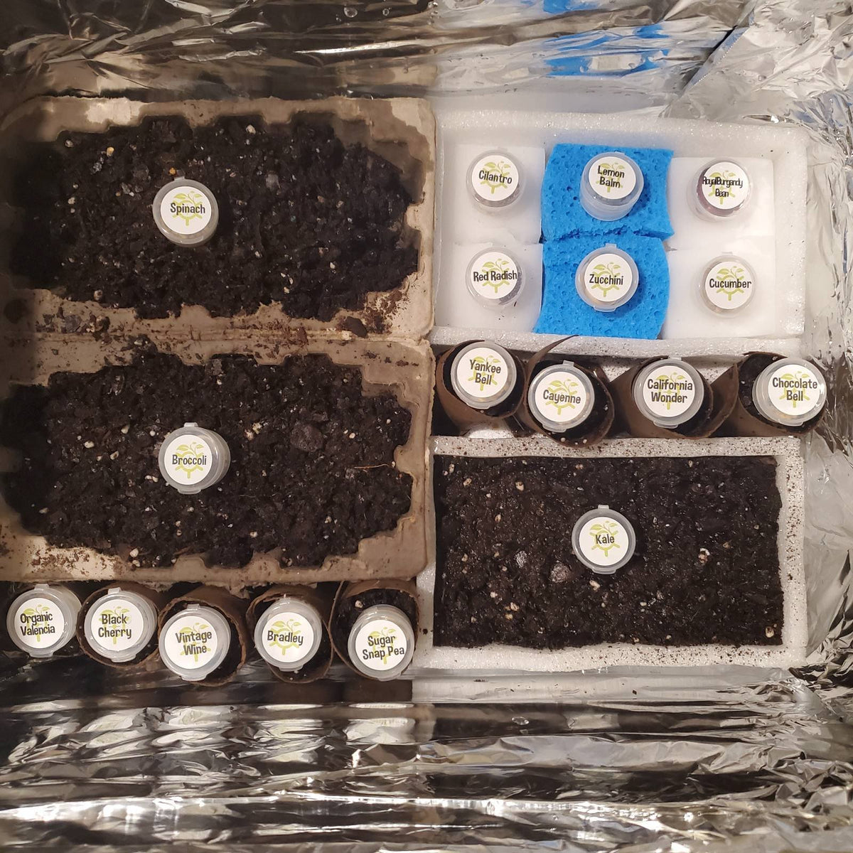Testing Different Growing Mediums and Containers – Bank on Seeds